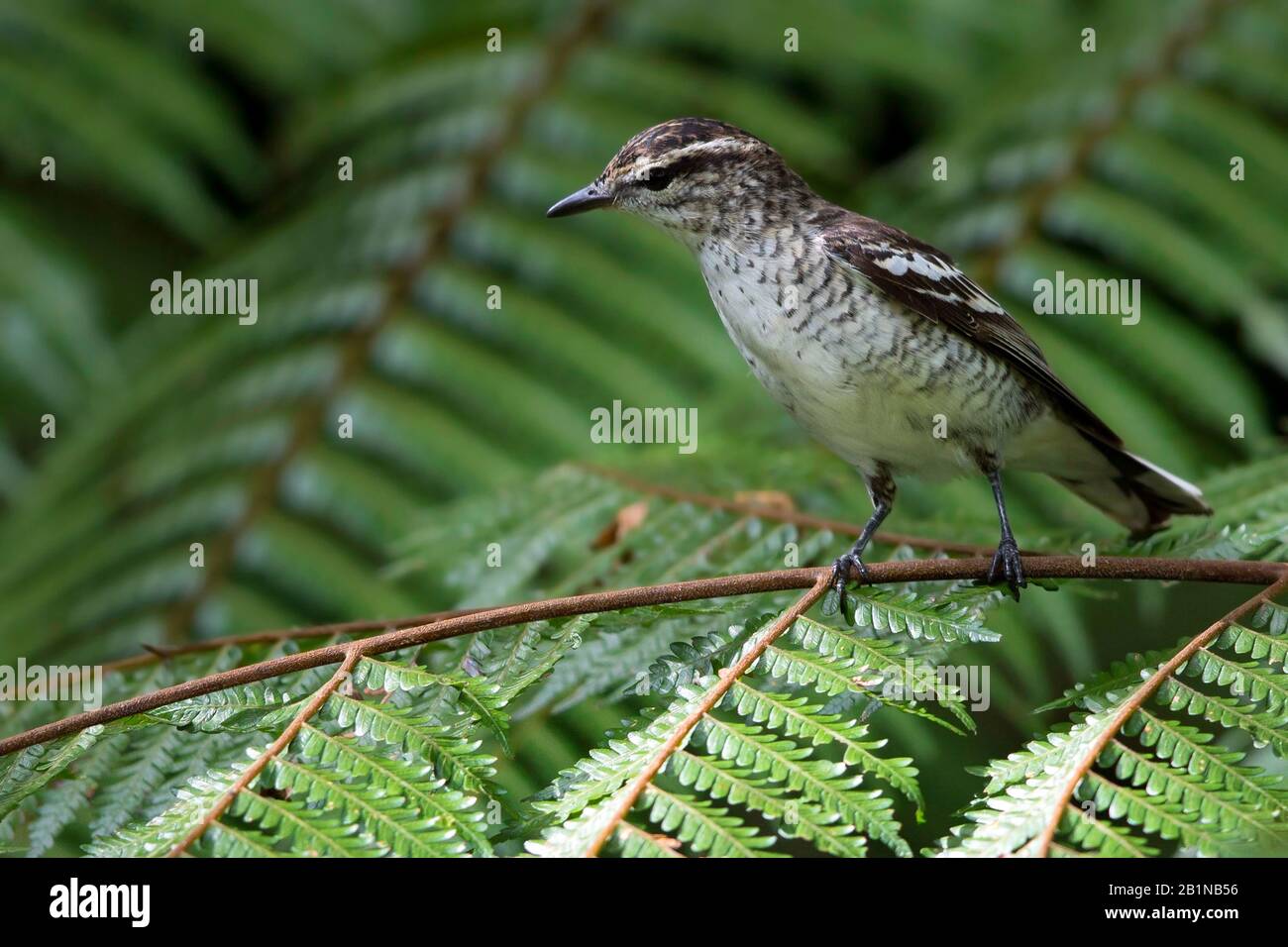 Birds of fiji hi-res stock photography and images - Alamy