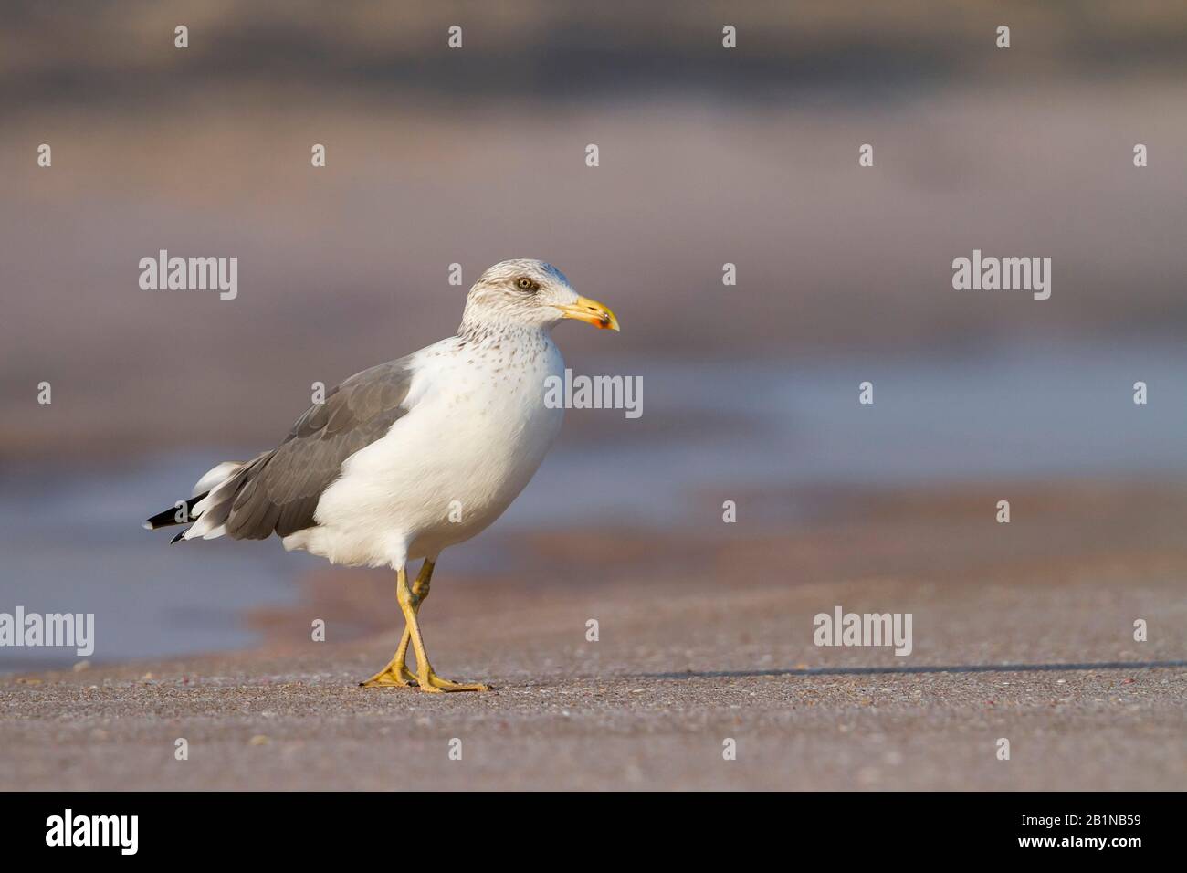 Siberian Gull, Kola Lesser Black-backed Gull, Heuglin's Gull (Larus ...