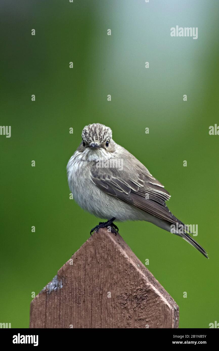 spotted flycatcher (Muscicapa striata), sits on a garden fence, Finland ...