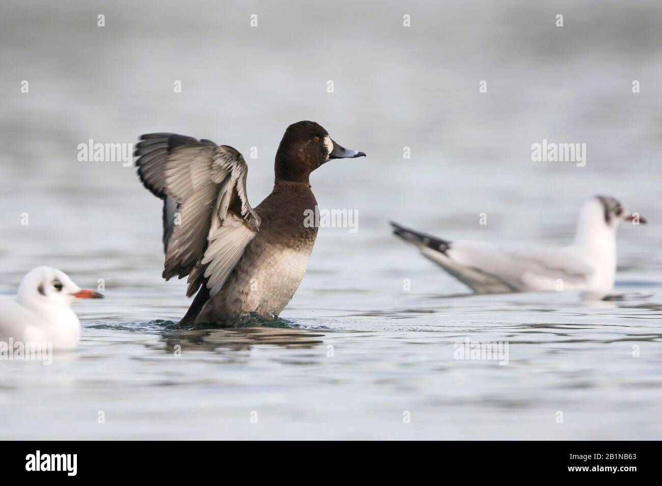 Hybrid Common Pochard x Tufted Duck (Aythya ferina x A. fuligula ...