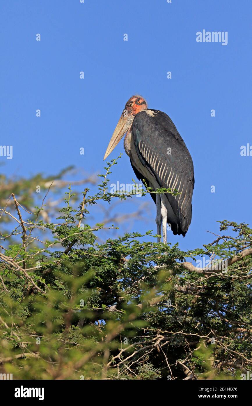 Marabu Stork in a tree in Ethiopia Stock Photo - Alamy