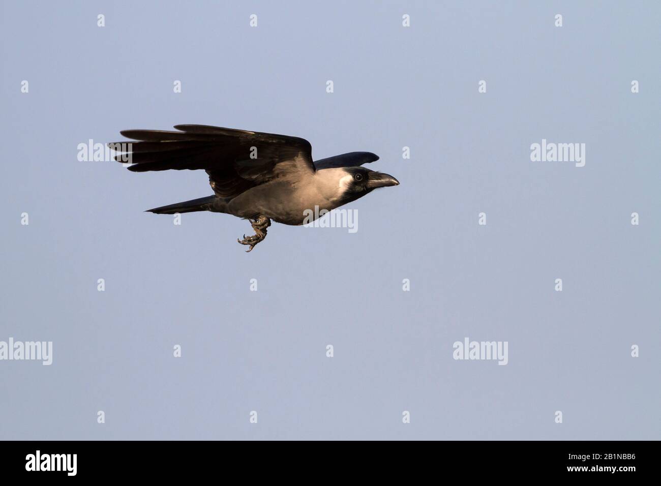 House on the flight of birds hi-res stock photography and images - Alamy