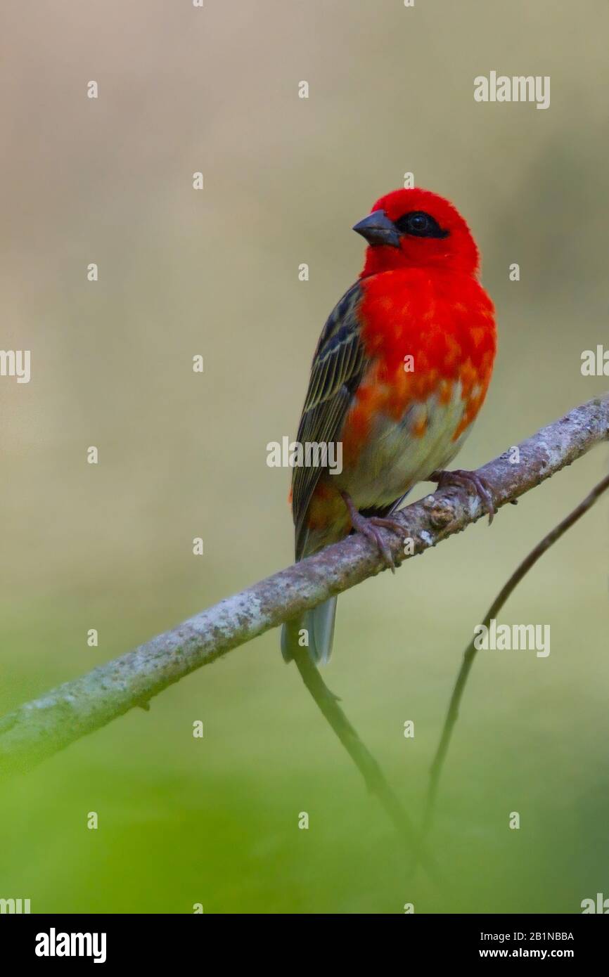 Madagascar weaver bird hi-res stock photography and images - Alamy