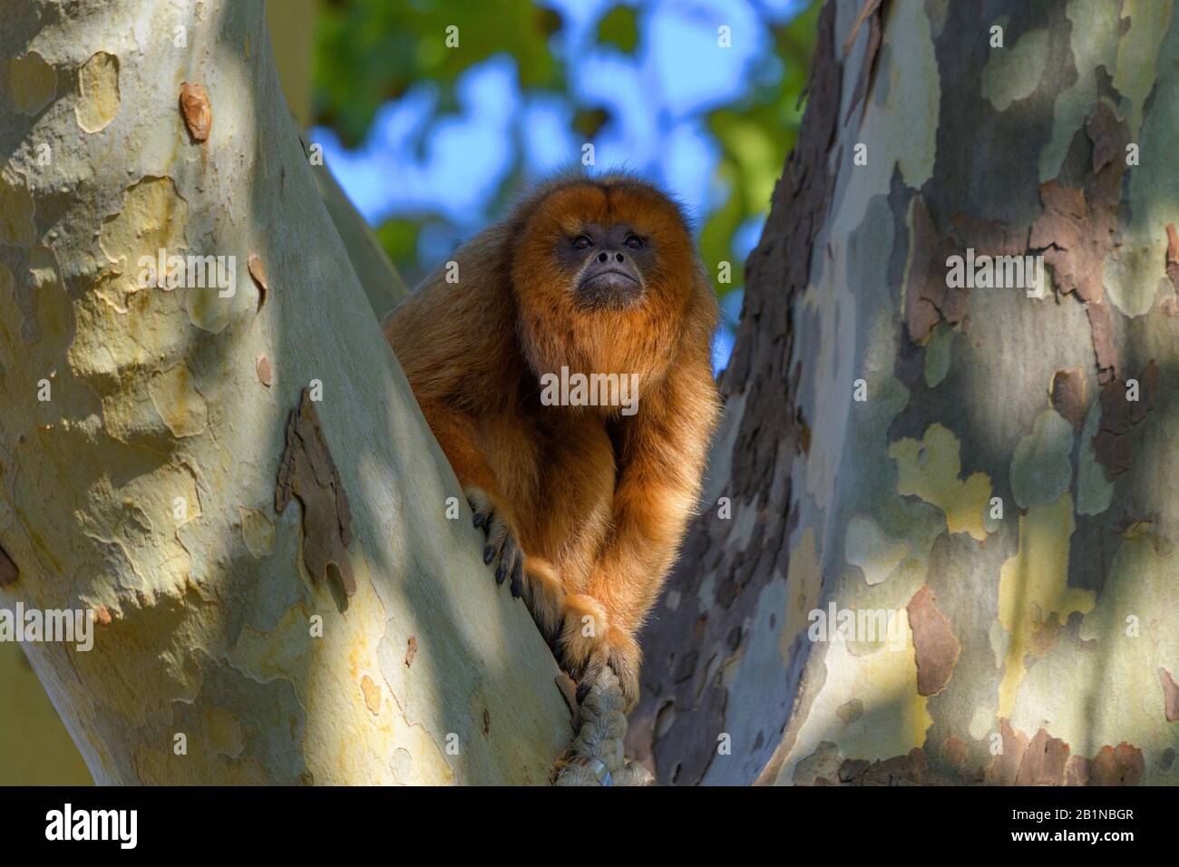 Howler Monkey Alouatta Guariba High Resolution Stock Photography and ...