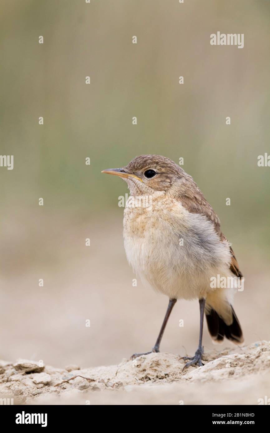 isabelline wheatear (Oenanthe isabellina), juvenile on the ground ...