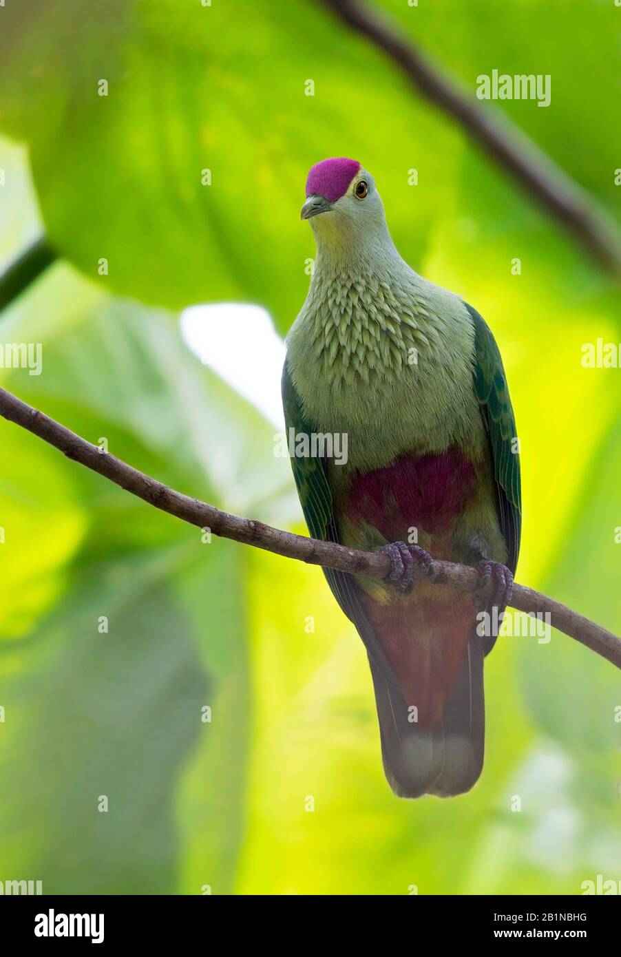 Fruit dove hi-res stock photography and images - Alamy