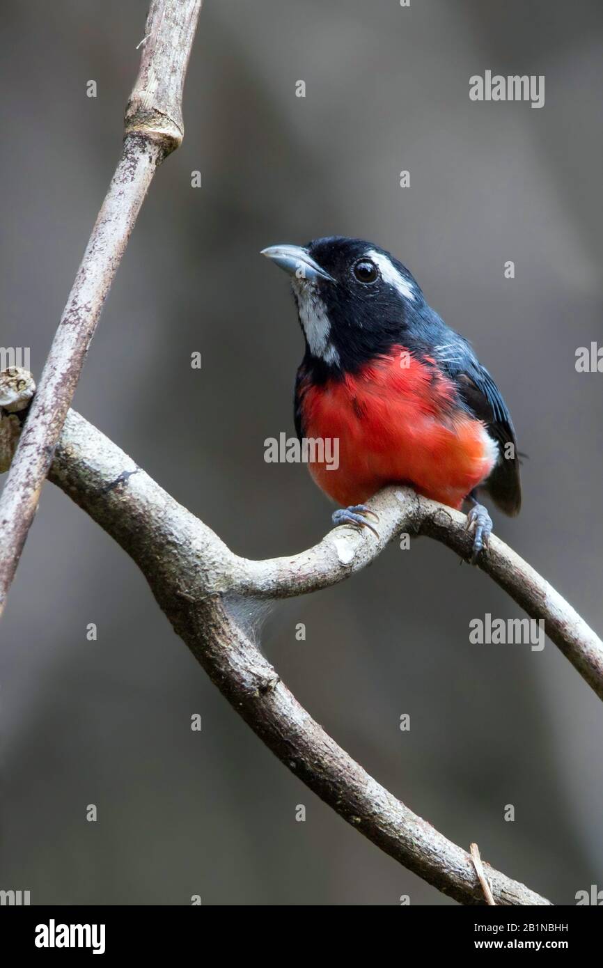 rose-breasted chat (Granatellus pelzelni), perched in a bush ...