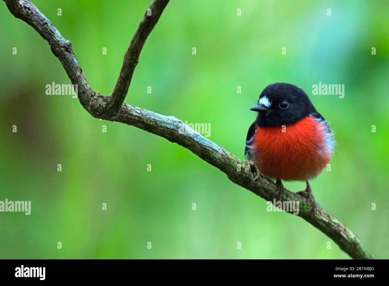 Pacific Robin (Petroica pusilla), male on a tree, Vanuatu Stock Photo ...