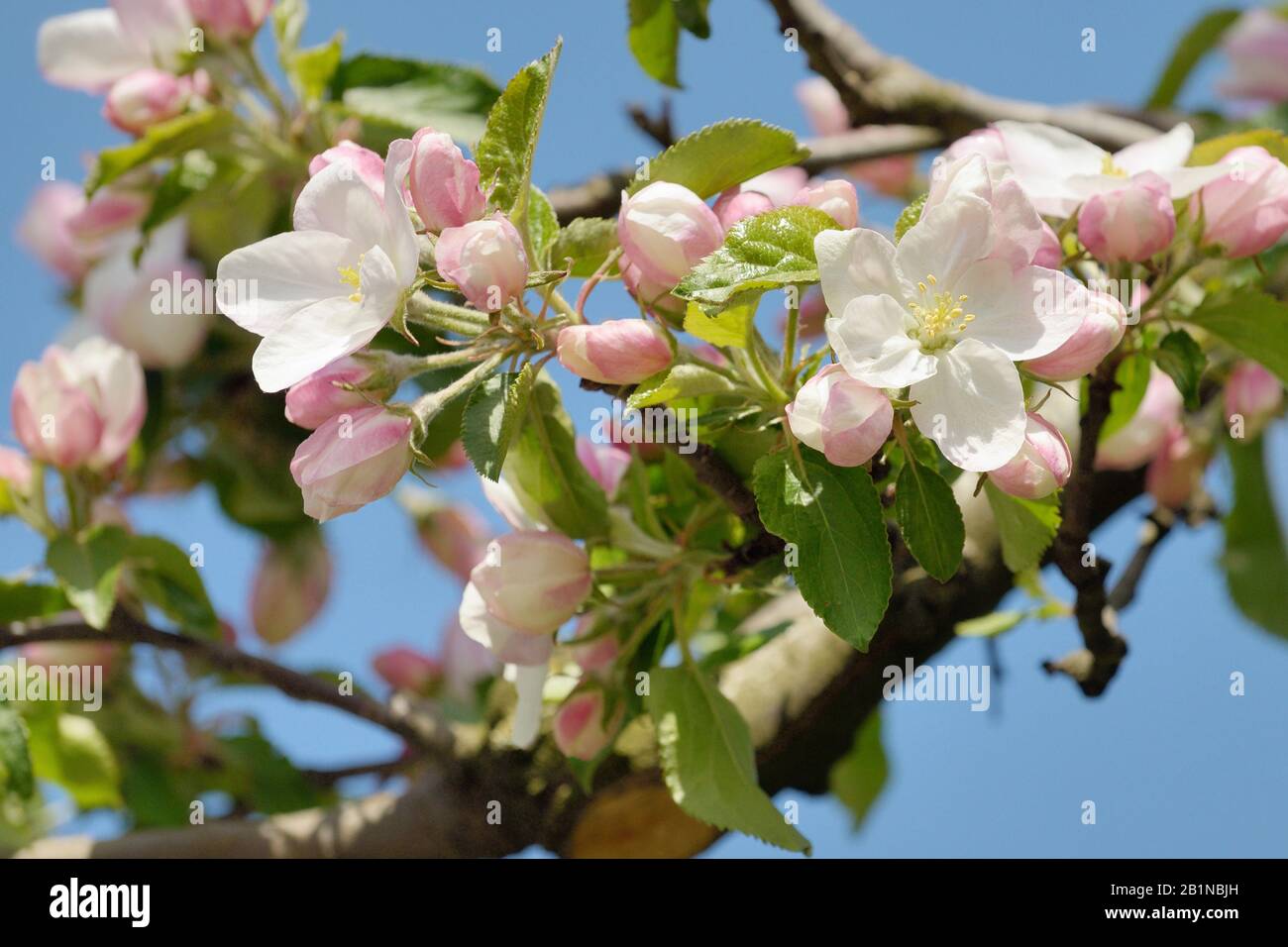 apple tree (Malus domestica), apple flowers, Netherlands, Betuwe Stock ...