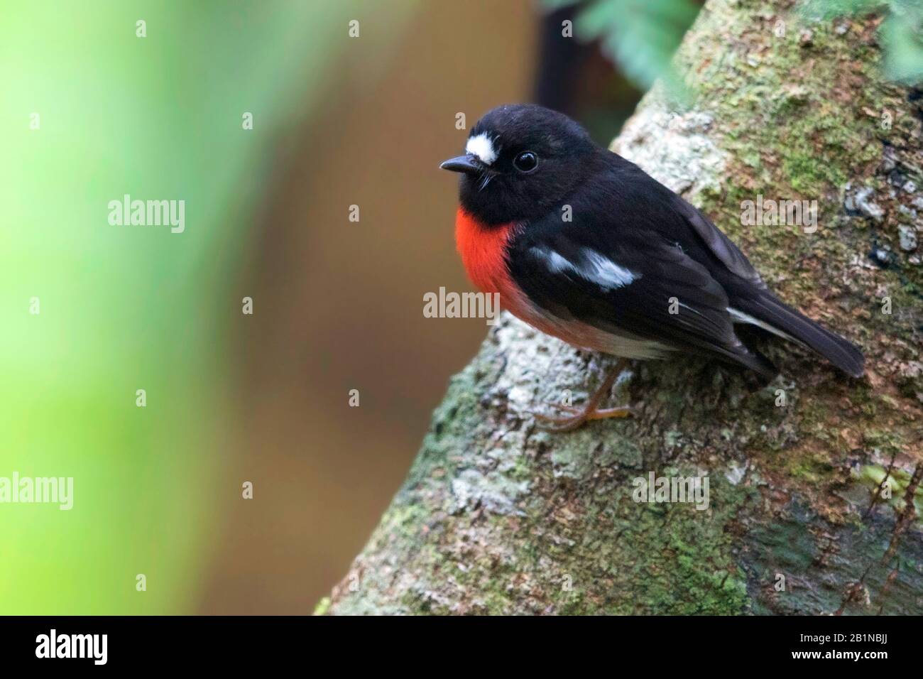 Pacific Robin (Petroica pusilla), male on a tree, Vanuatu Stock Photo ...
