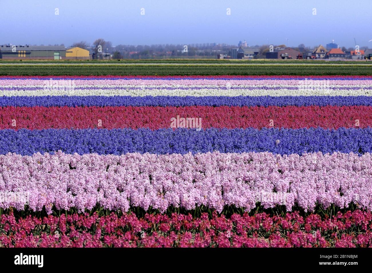 Jacinthe (Hyacinthus orientalis), blooming Jacinthe fields, Netherlands ...
