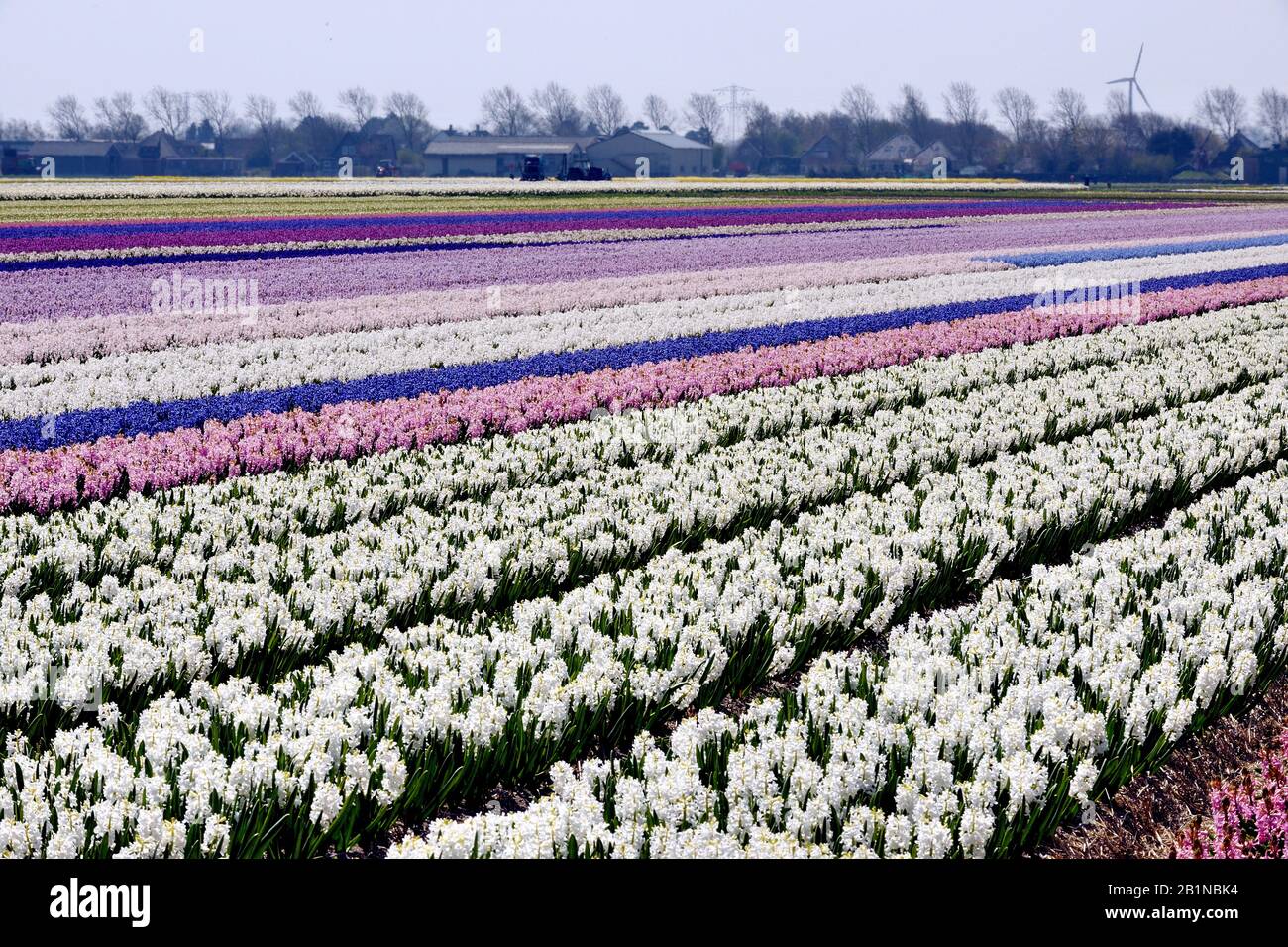Jacinthe (Hyacinthus orientalis), blooming Jacinthe fields, Netherlands ...