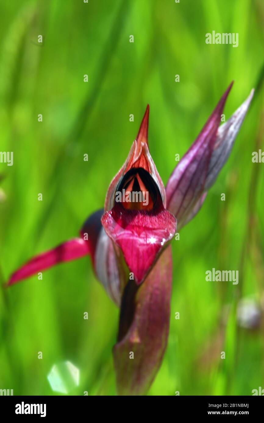 Lip flowers hi-res stock photography and images - Alamy