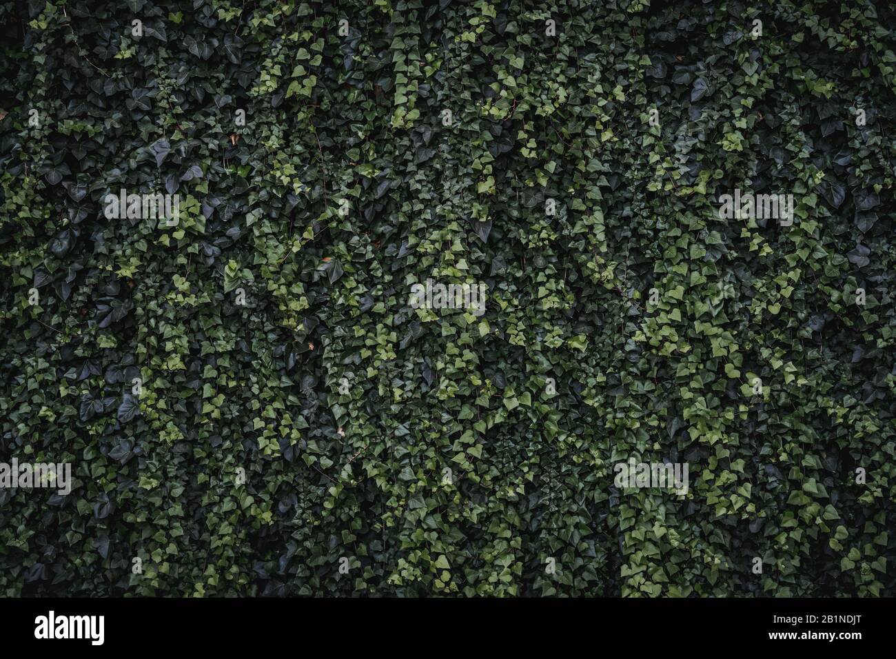 Evergreen leaves and new sprouts of climbing ivy Stock Photo - Alamy