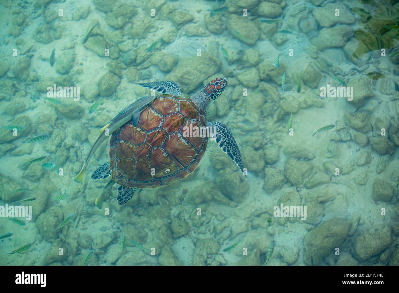 Hawksbill sea turtle with fish in shallow sea Stock Photo - Alamy
