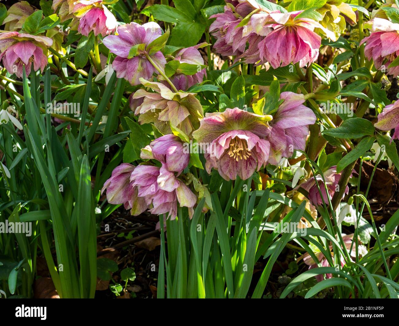 Hellebore leaves hi-res stock photography and images - Alamy