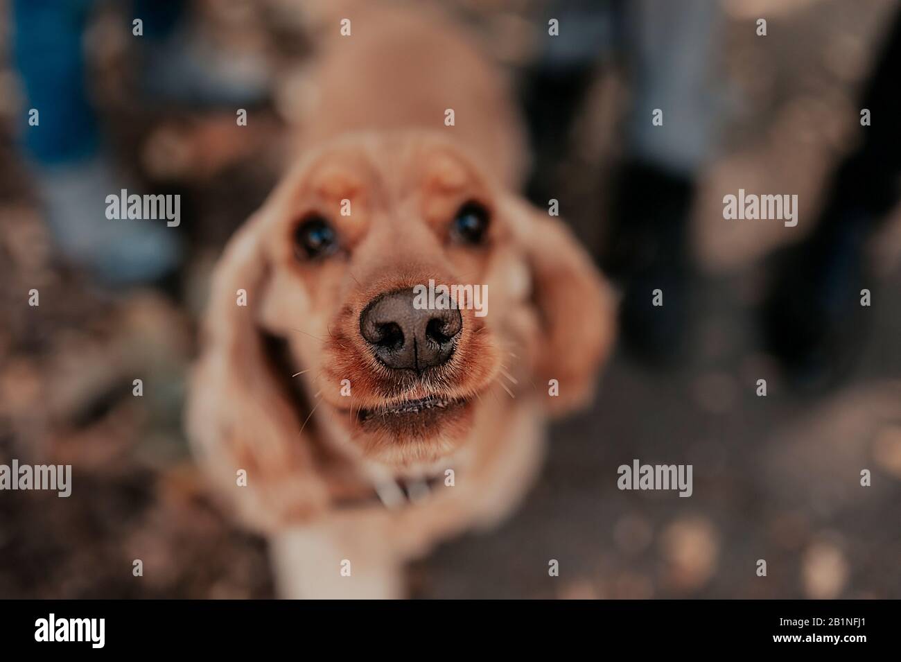 black nose in focus close-up of a brown Cocker Spaniel dog, dog's face ...