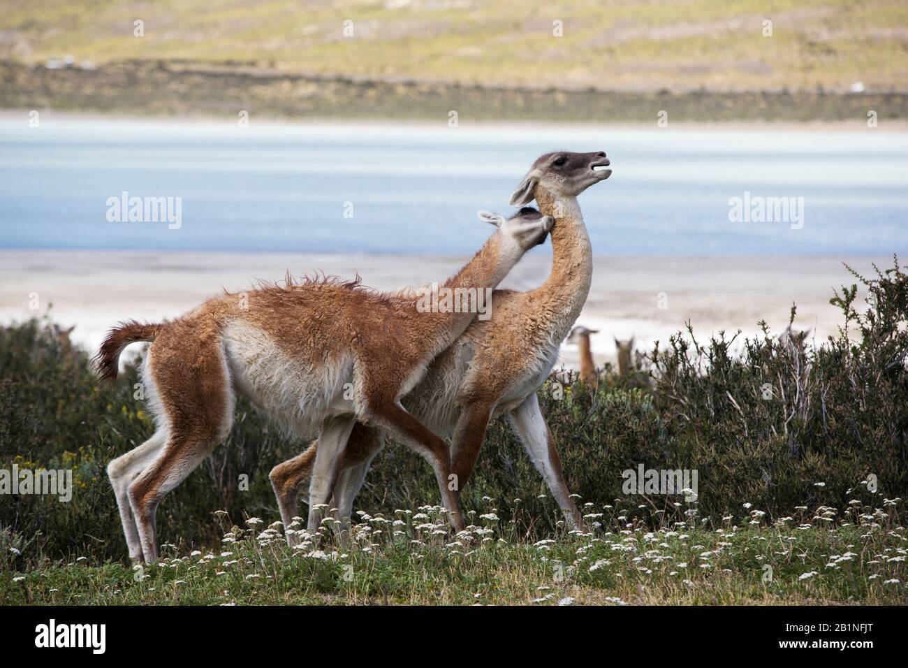 Male guanacos patagonia hi-res stock photography and images - Alamy