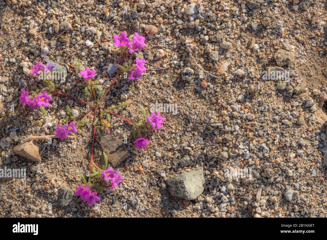 Bright pink magenta small monkeyflower desert wildflowers growing close ...
