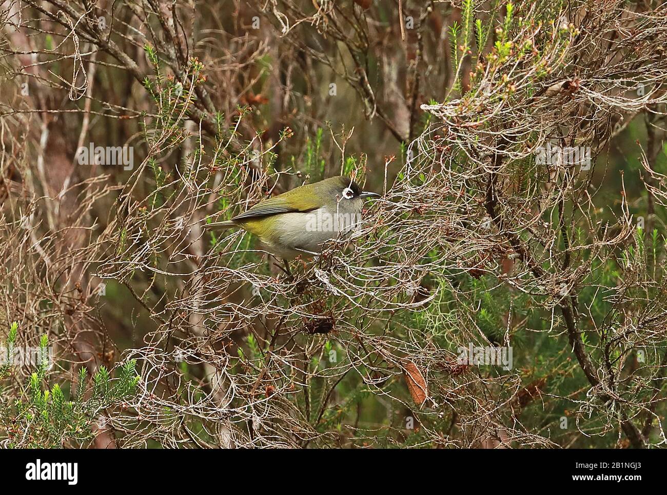 Indian white eye zosterops hi-res stock photography and images - Alamy