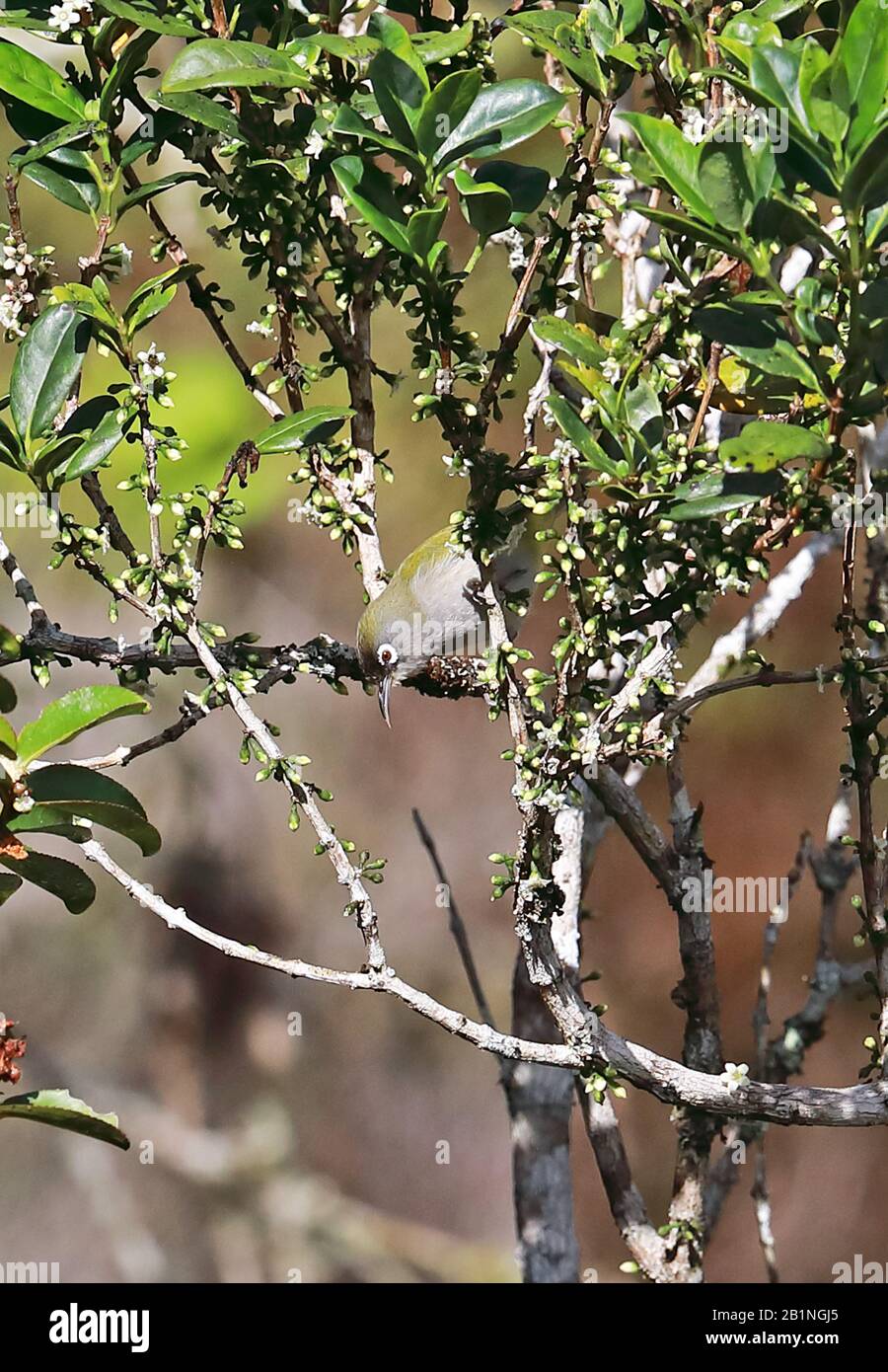 Indian white eye zosterops hi-res stock photography and images - Alamy