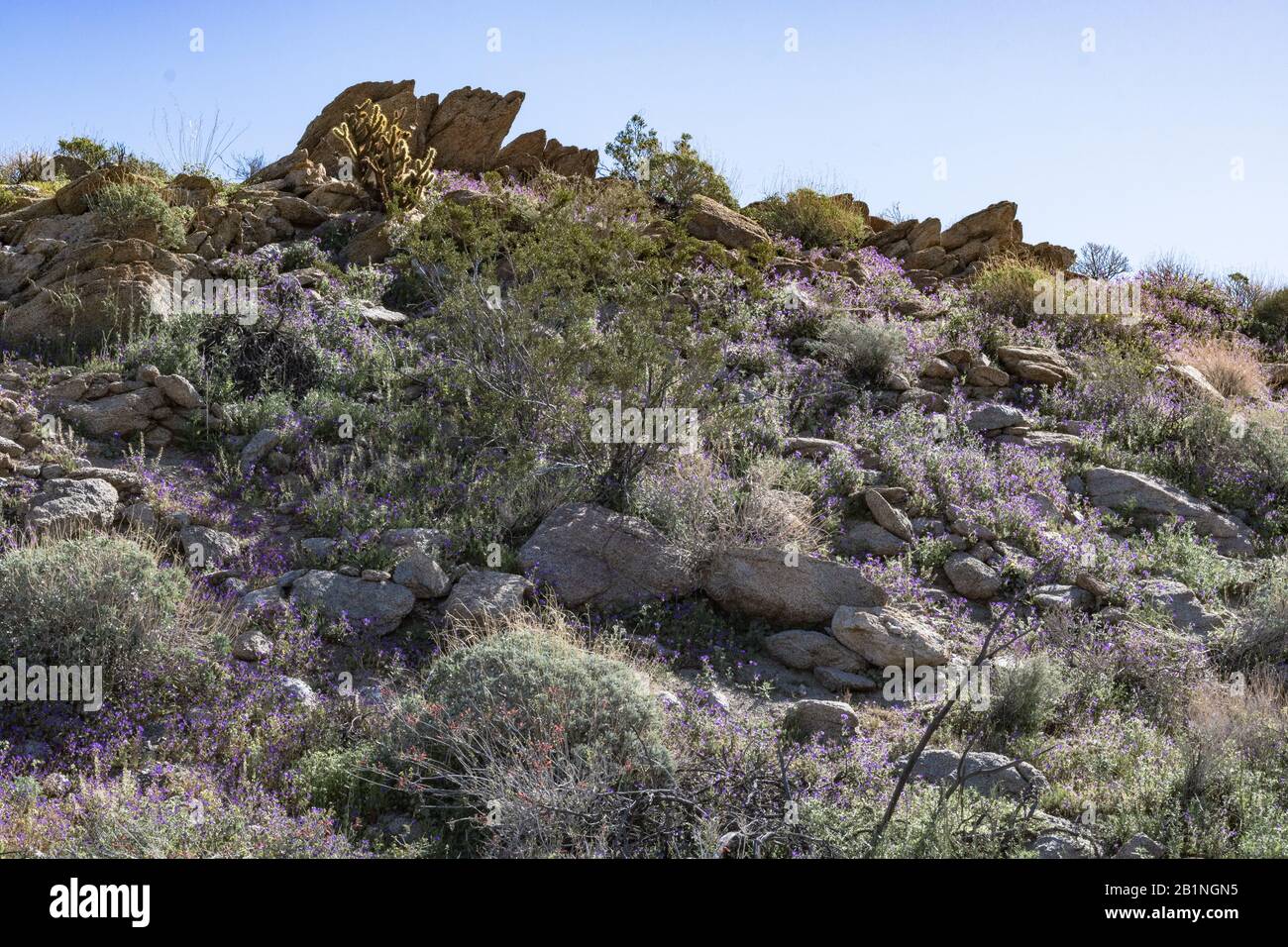 Southwest desert hillside landscape with desert plants in springtime ...