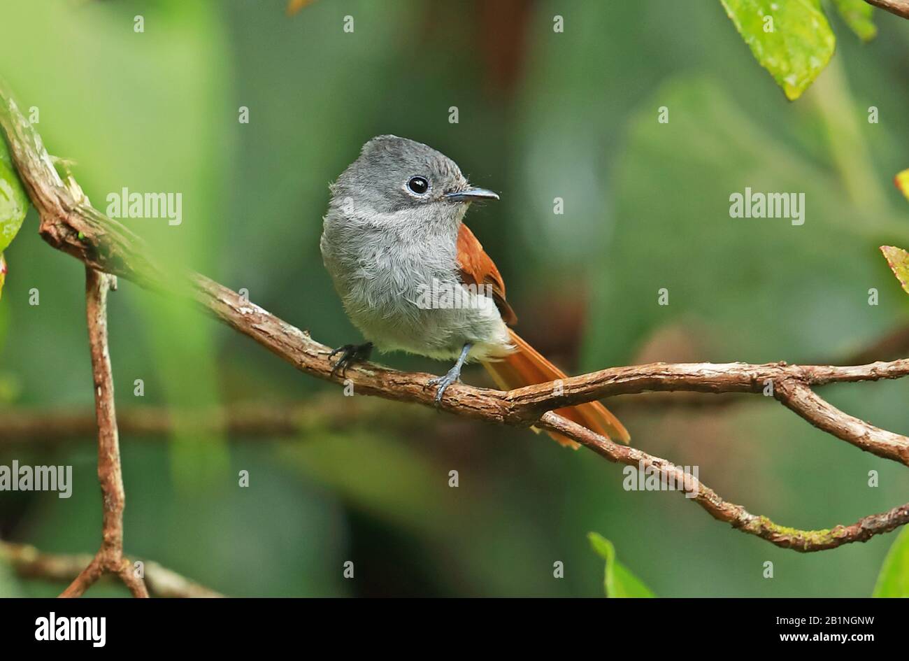 Indian ocean mascarene hi-res stock photography and images - Alamy