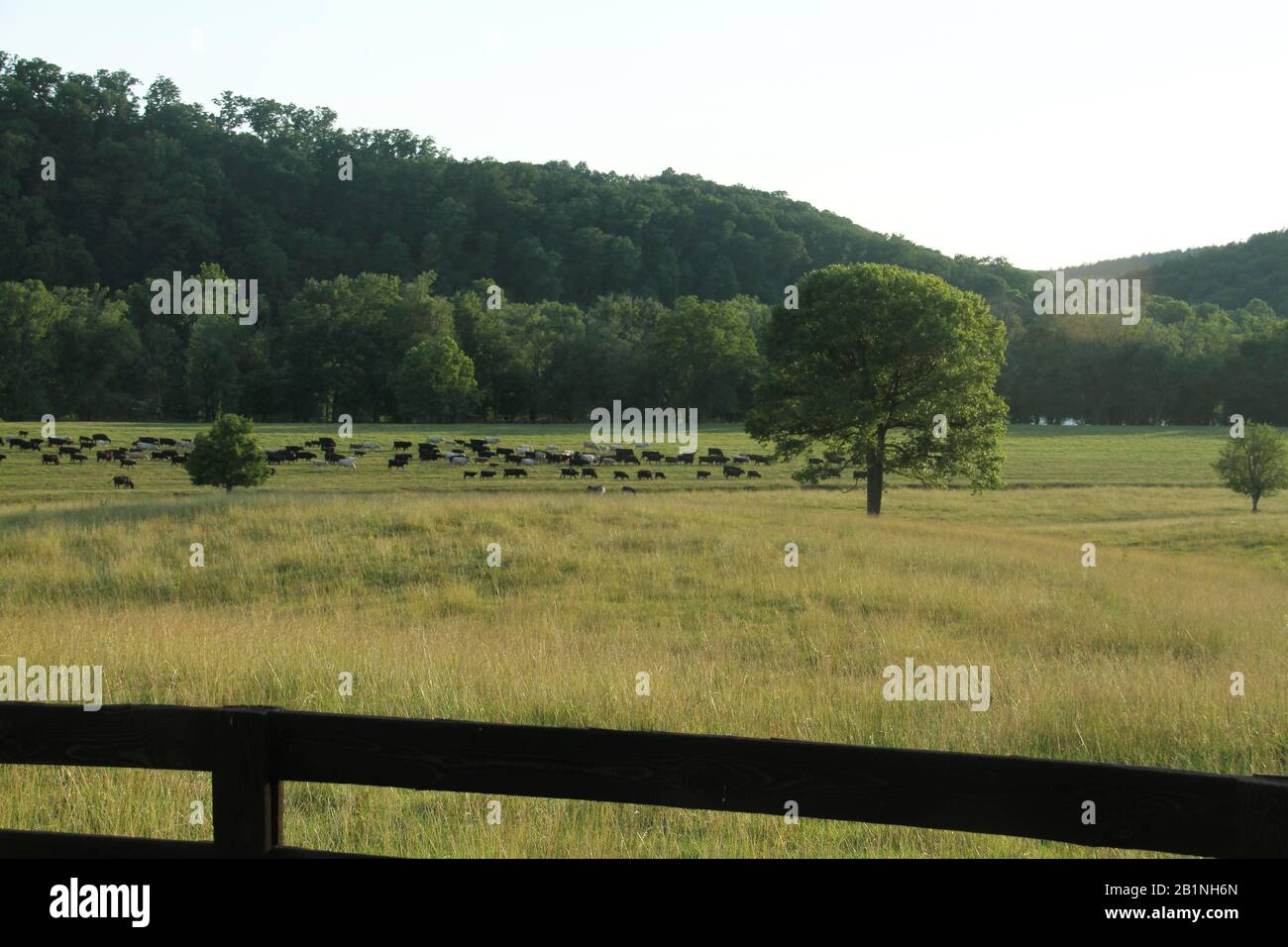 U s cattle herd hi-res stock photography and images - Alamy