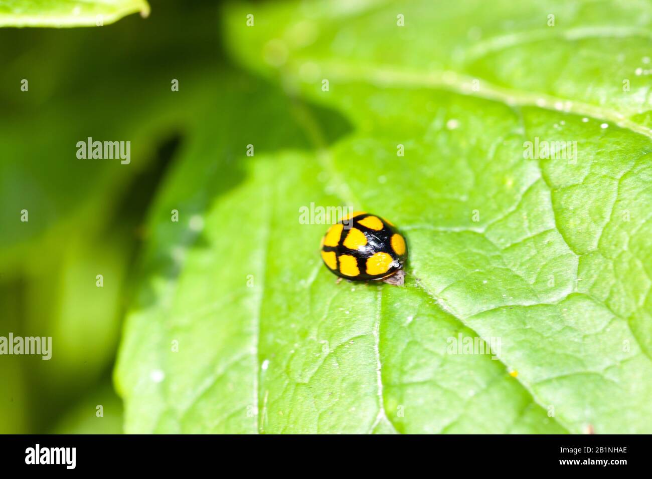 Lady bird beetle hi-res stock photography and images - Alamy