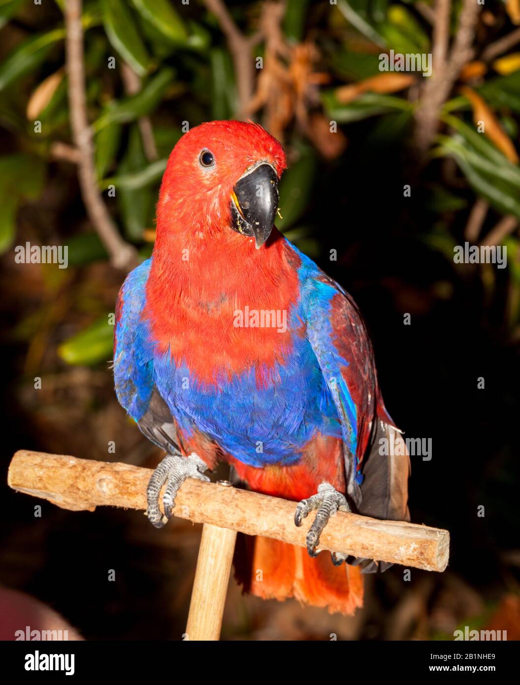 Parrot claw hi-res stock photography and images - Alamy