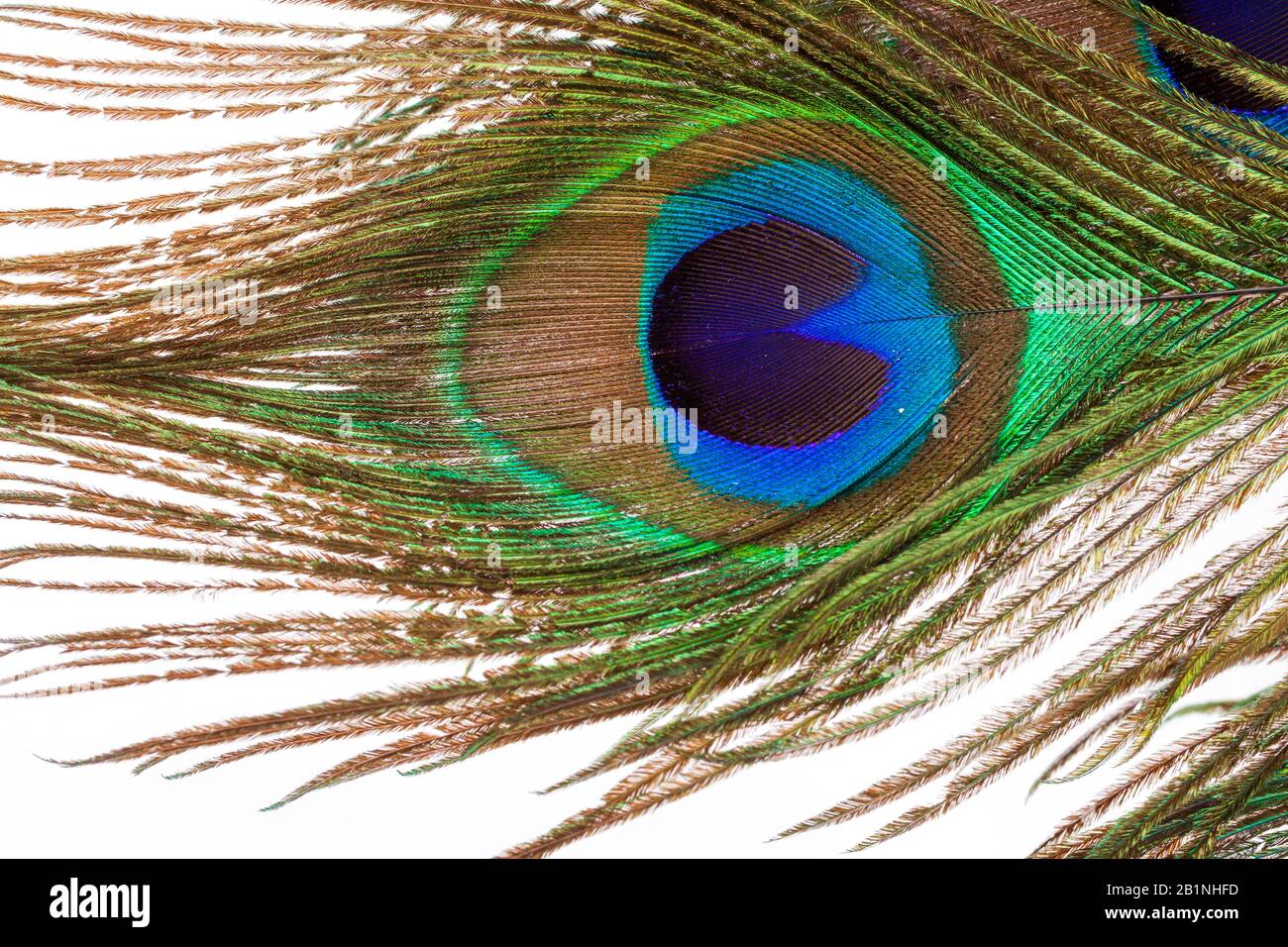 close up of male peacock feather Stock Photo - Alamy