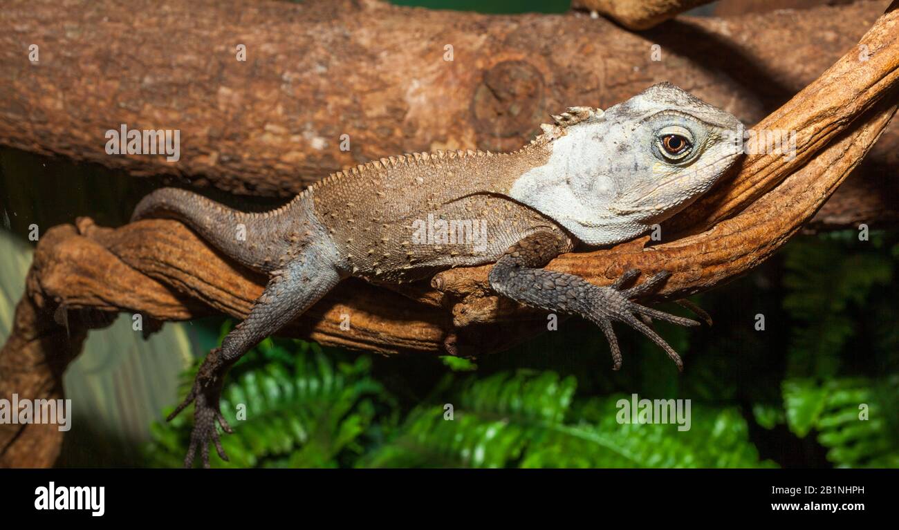 cute boyd forest dragon in a tree Stock Photo - Alamy