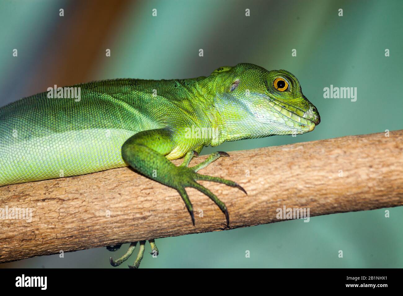 Lizard head on branch hi-res stock photography and images - Alamy