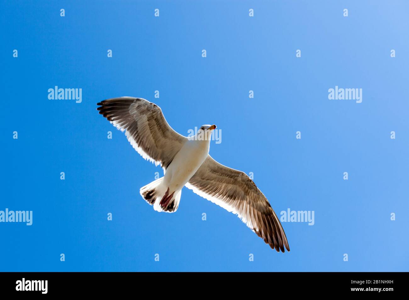 Laridae sternidae hi-res stock photography and images - Alamy