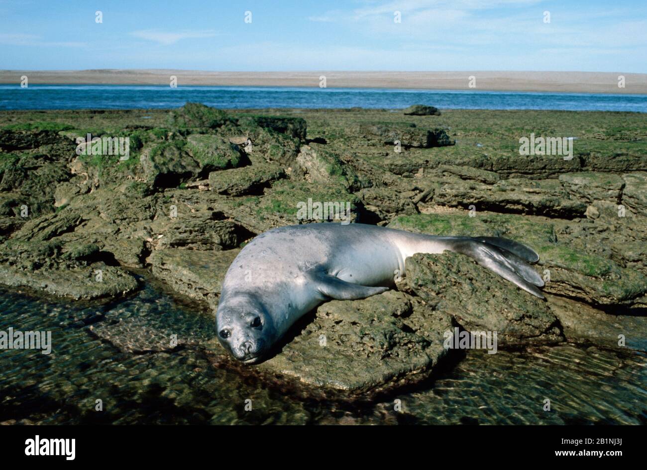 Order pinnipedia hi-res stock photography and images - Alamy