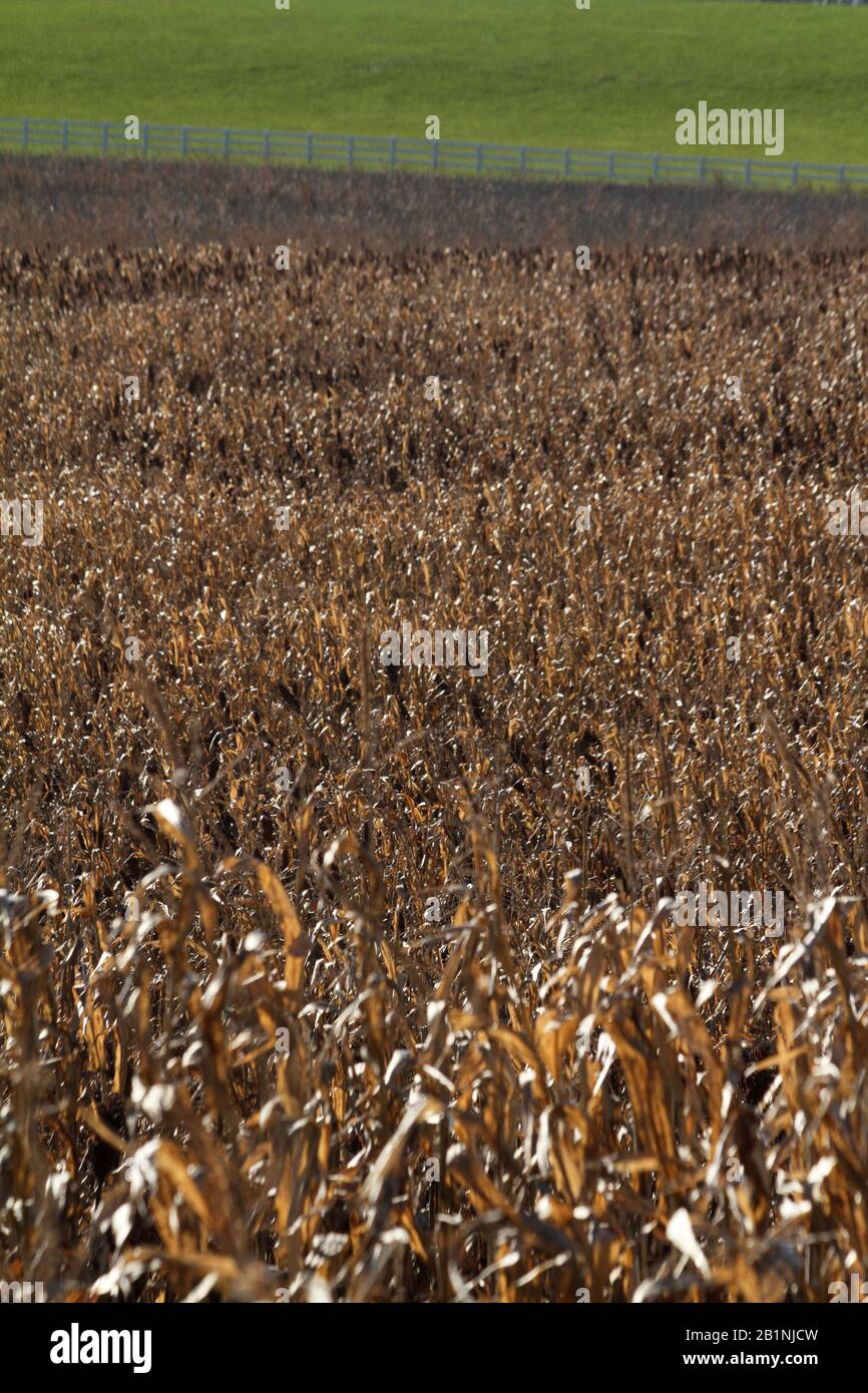 Dry corn (maize) on the field in autumn Stock Photo - Alamy