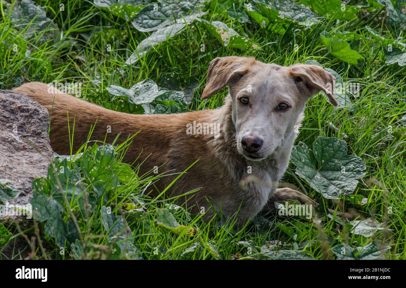 Dog look with faith Stock Photo - Alamy