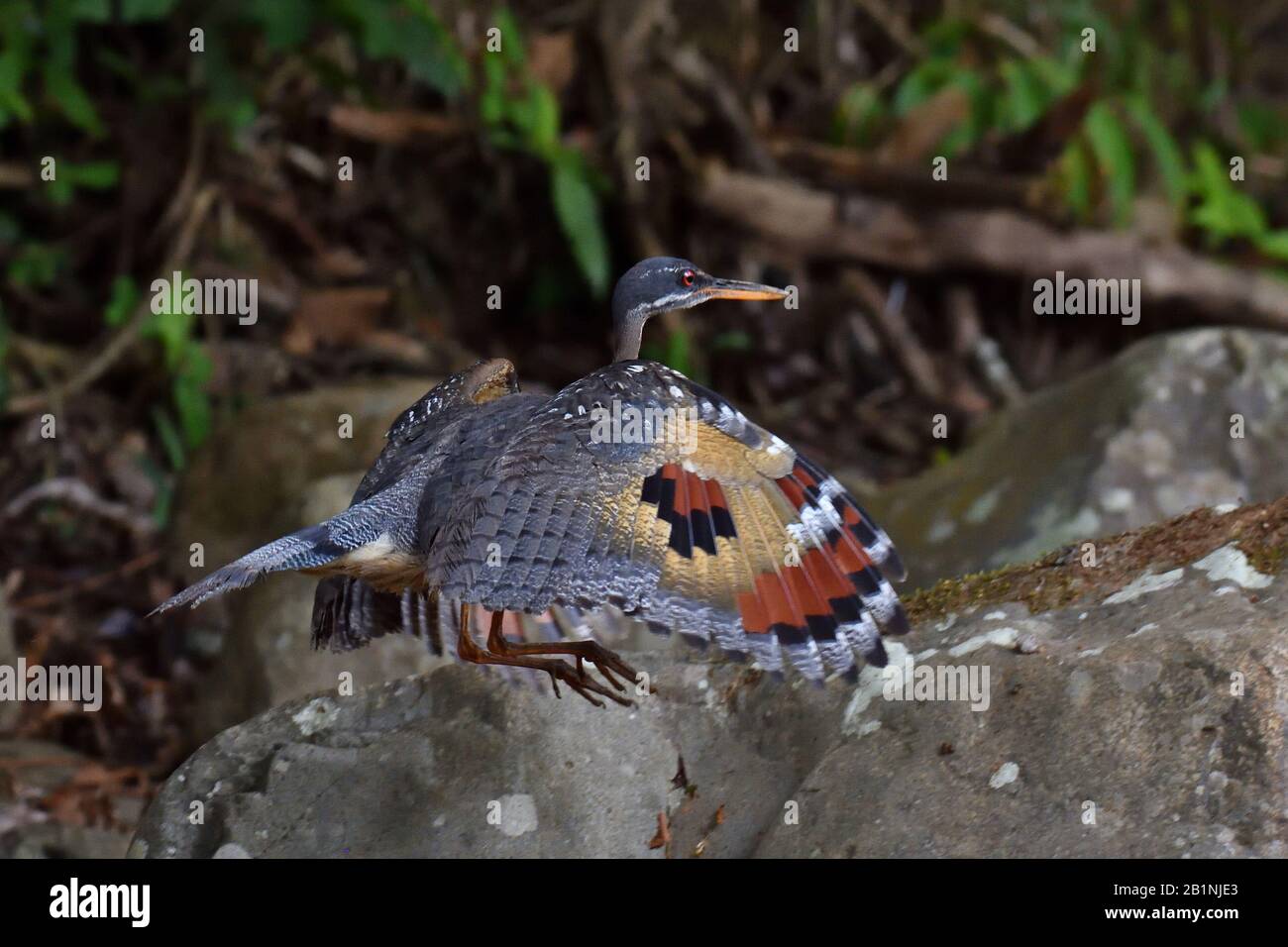 Sunbittern in flight Stock Photo - Alamy