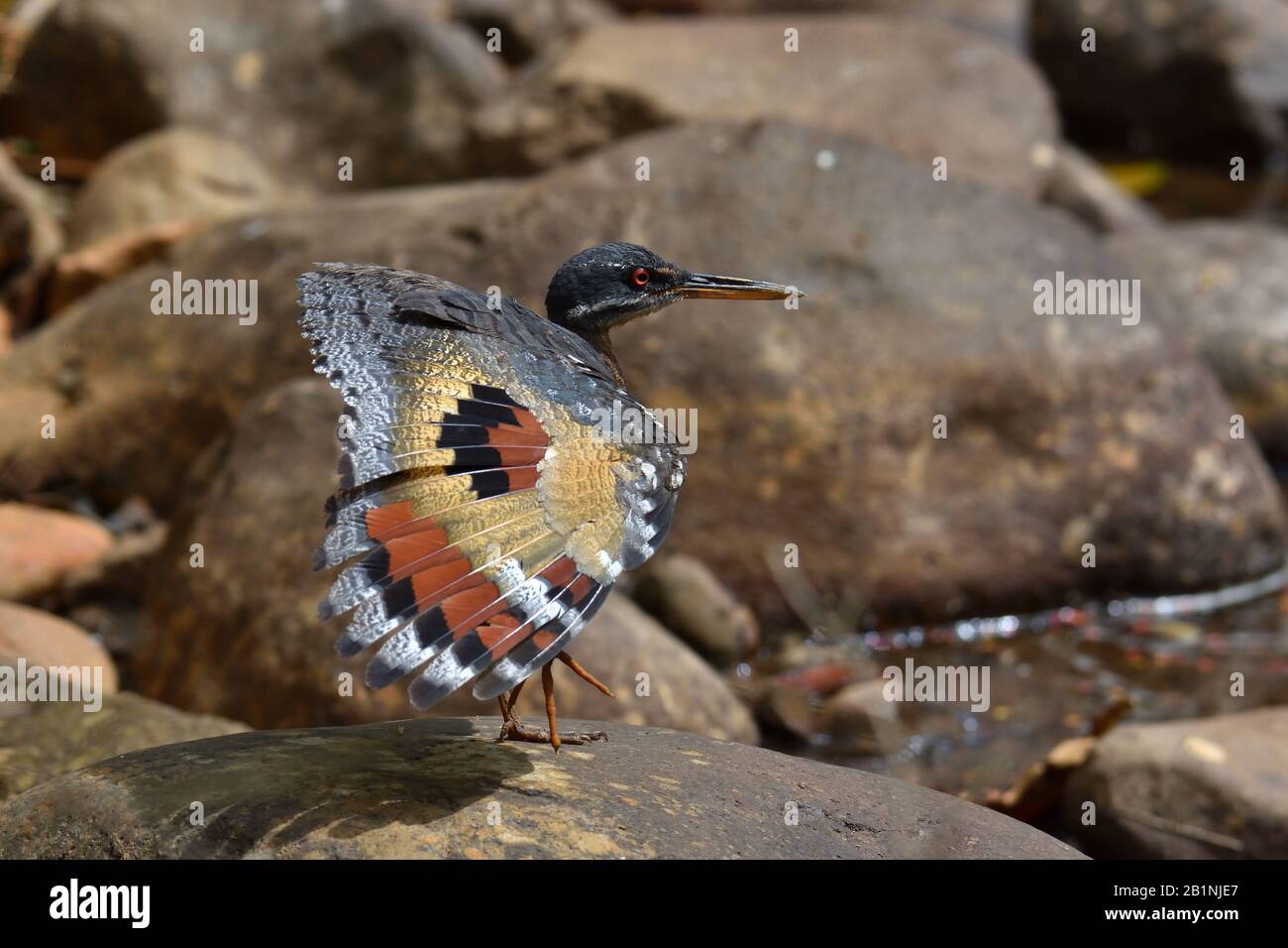 Sunbittern in flight Stock Photo - Alamy