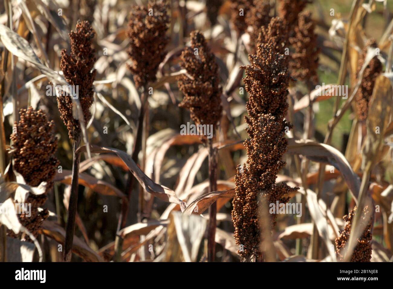 Maize plantation united states hi-res stock photography and images - Alamy