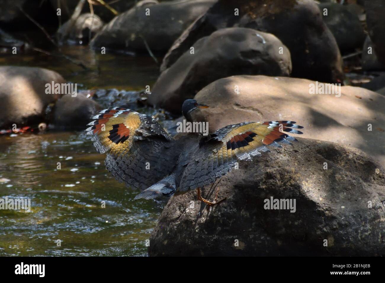 Sunbittern in flight Stock Photo - Alamy