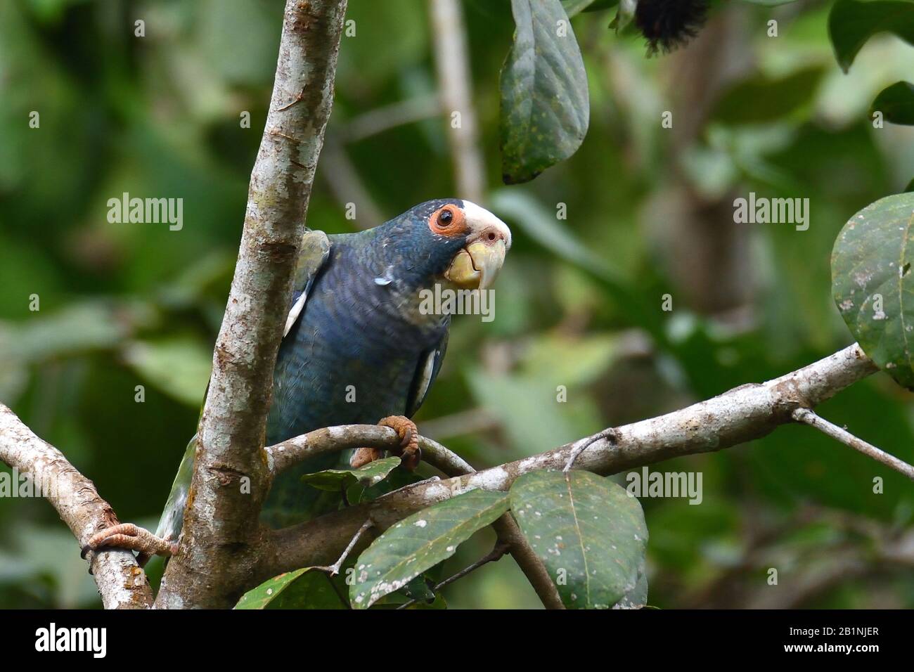 Parrots costa rica hi-res stock photography and images - Alamy