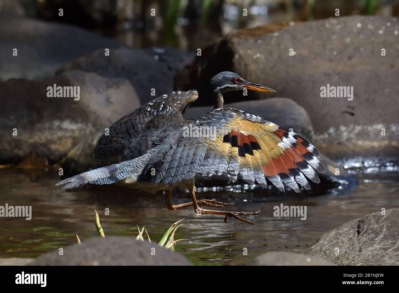 Sunbittern in flight Stock Photo - Alamy