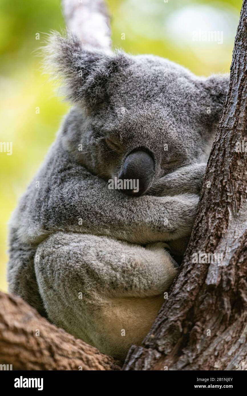 Koala sleeping in tree cape hi-res stock photography and images - Alamy