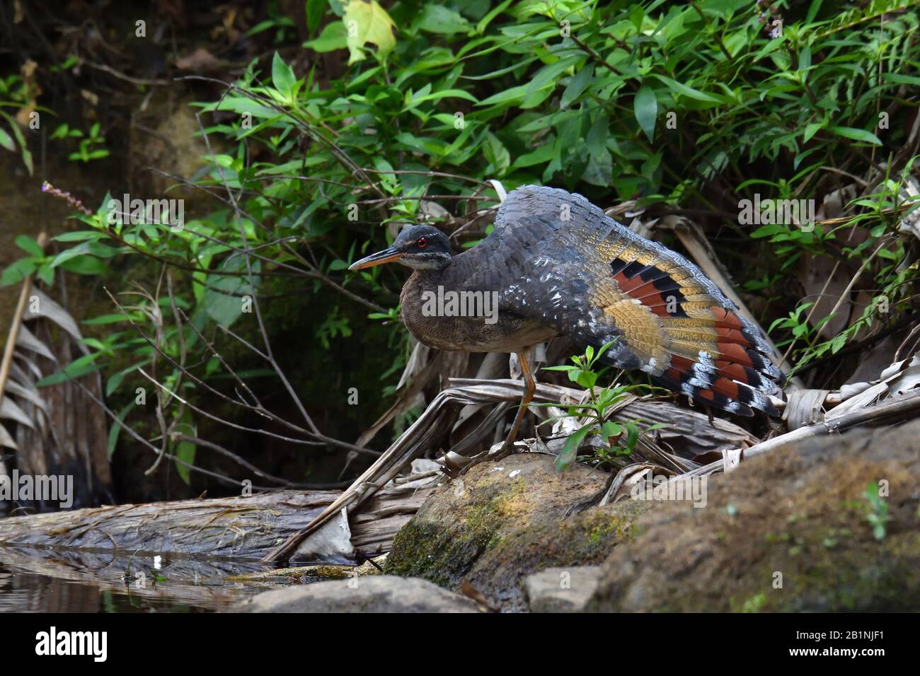 Sunbittern in flight Stock Photo - Alamy