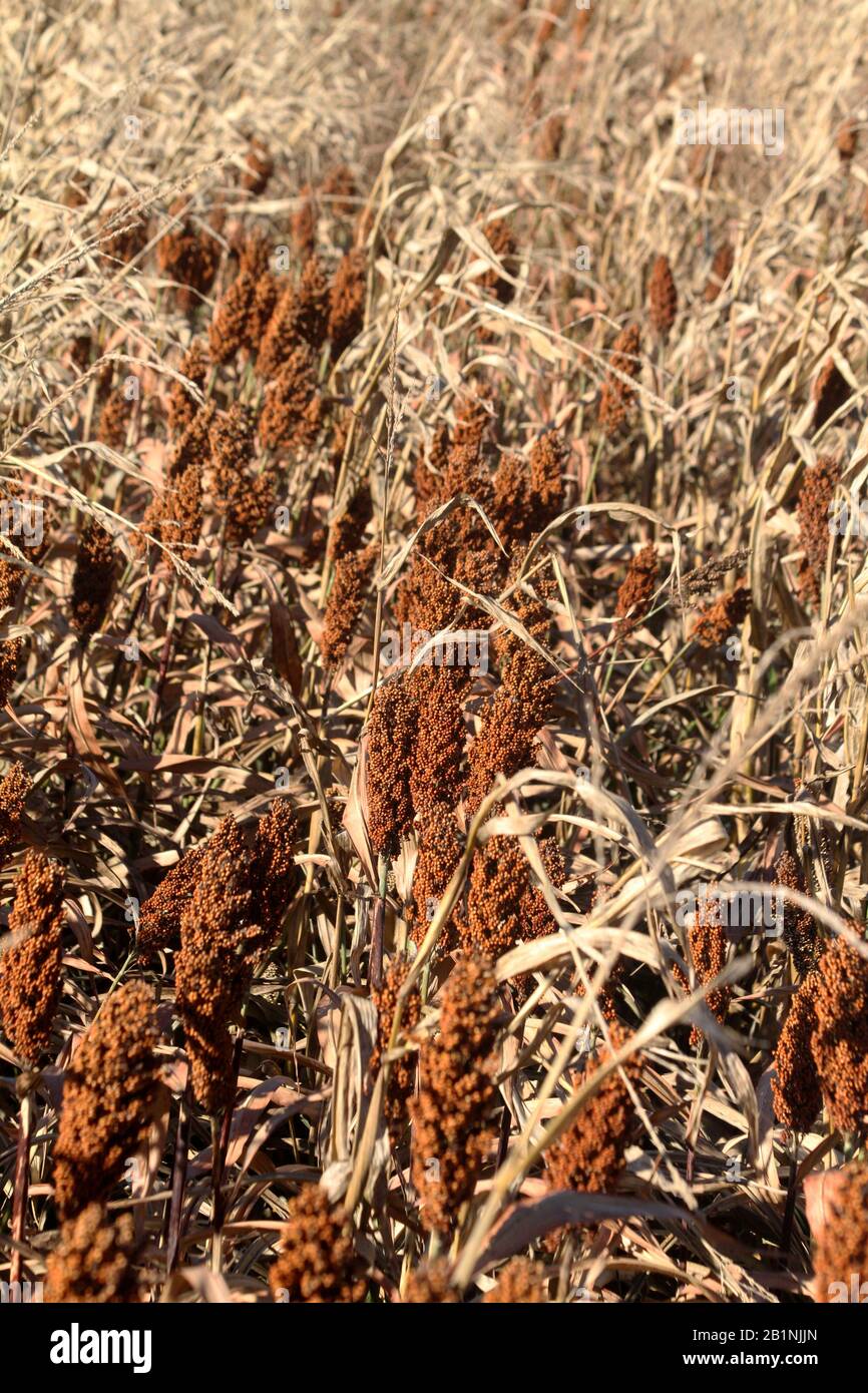 Dry corn (maize) on the field in autumn Stock Photo - Alamy