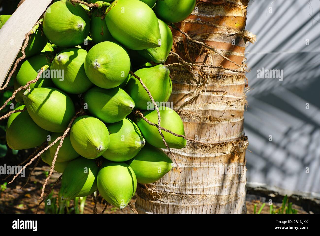 Green young coconuts growing on a palm tree Stock Photo - Alamy