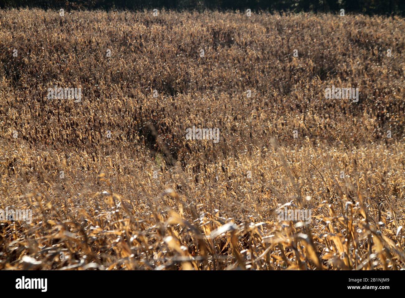 Dried maize field hi-res stock photography and images - Alamy