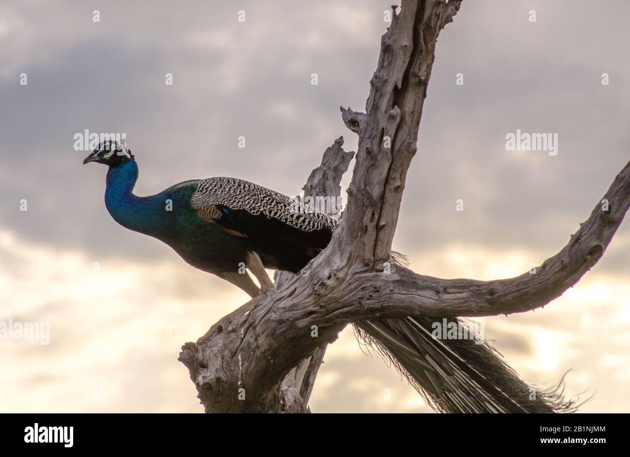 Beautiful peacock on tree top on wild nature Stock Photo - Alamy