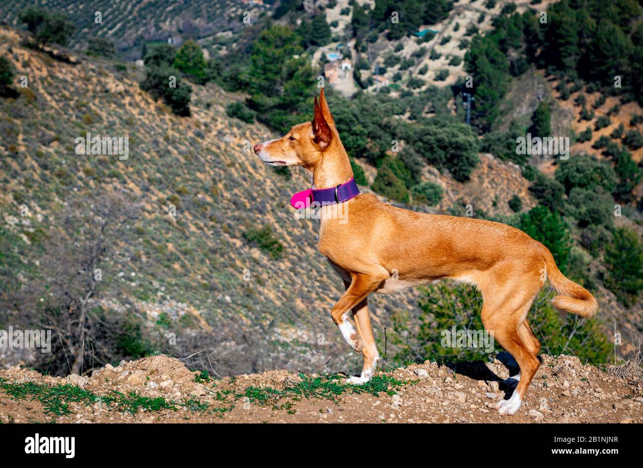 Seated hunting dog hi-res stock photography and images - Alamy